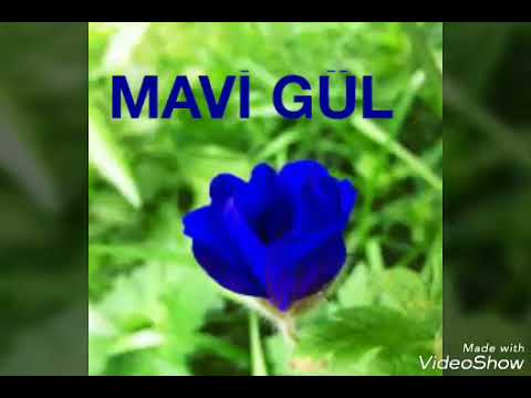 MAVİ GÜLLER