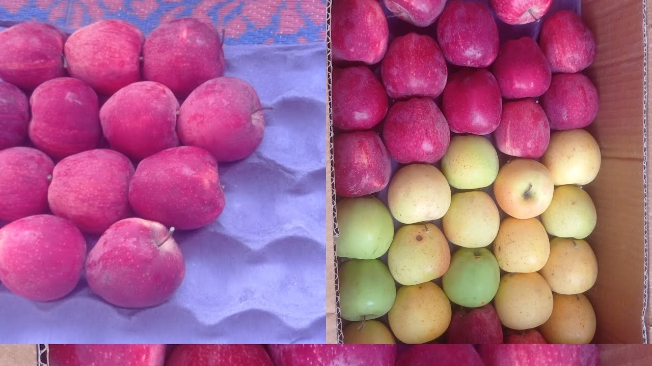 |Juicy Red And Golden Apple of Himachal Pradesh(Distt.-Kinnaur)|🍎🍏 #red ...