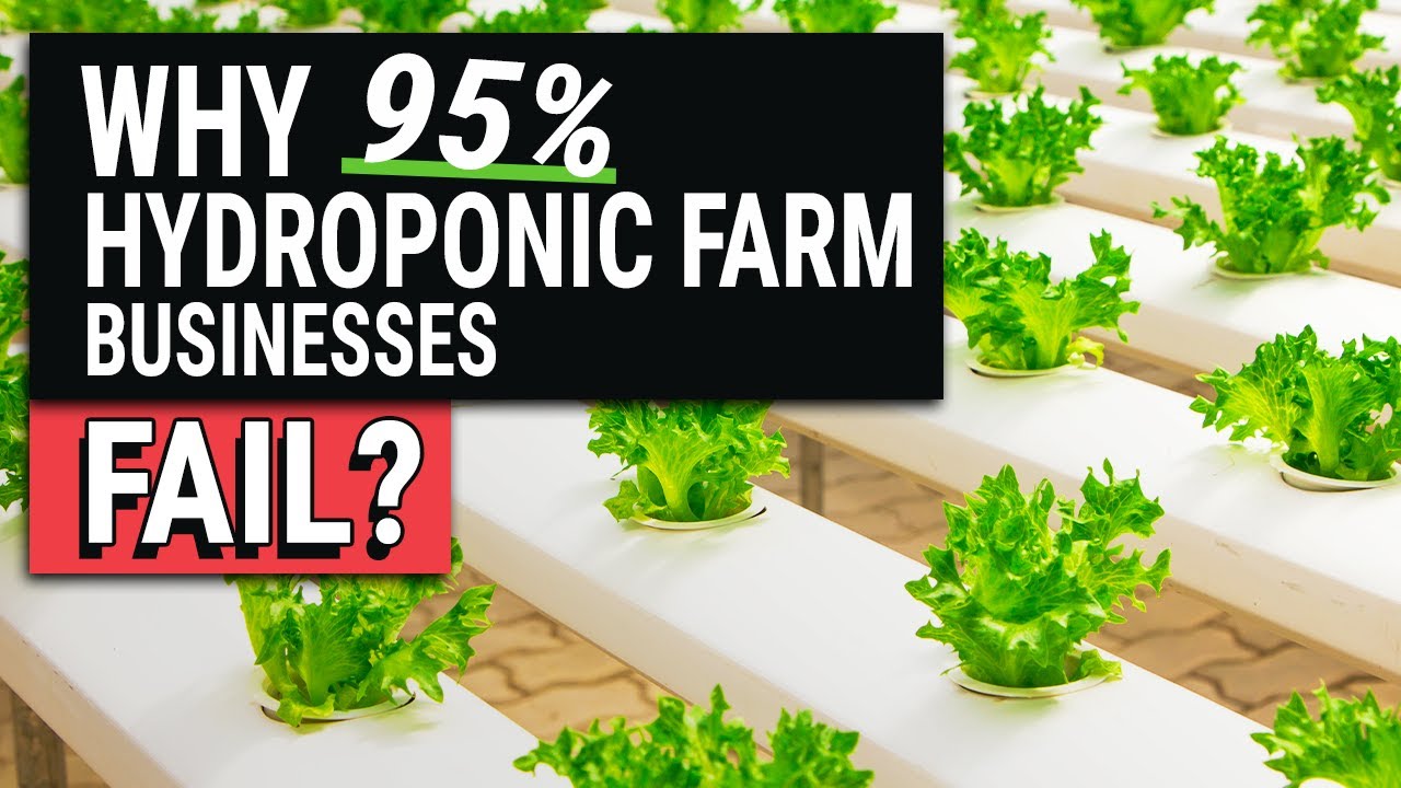 10 Reasons Hydroponic Farm Businesses Fail - YouTube