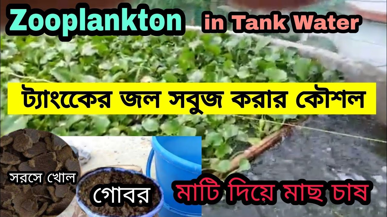 zooplankton : ট্যাংকের জল সবুজ করার কৌশল/How to grow plankton in Tank # ...