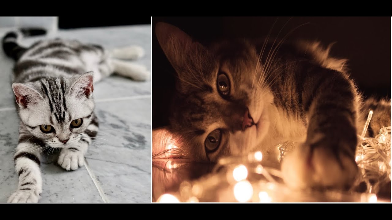 Cute Cat Sweety Cat Sweety Moment of the Animals 2020 - YouTube