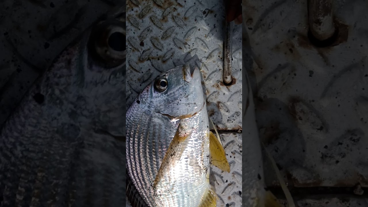 Anokha sea fish - YouTube