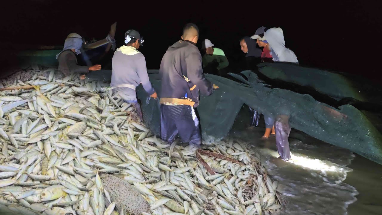 Most Amazing Beach Trawl Net Catch Lots of Fish at Night - YouTube