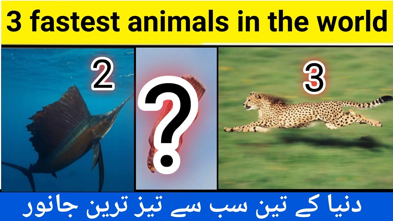 Top 3 fastest animals in the world| fast animals in the world | Top 3 ...