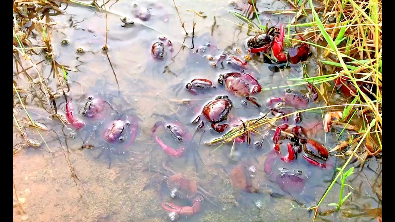 today Fishing Catching Crab, Red Crabs, ចាប់ក្ដាម - YouTube