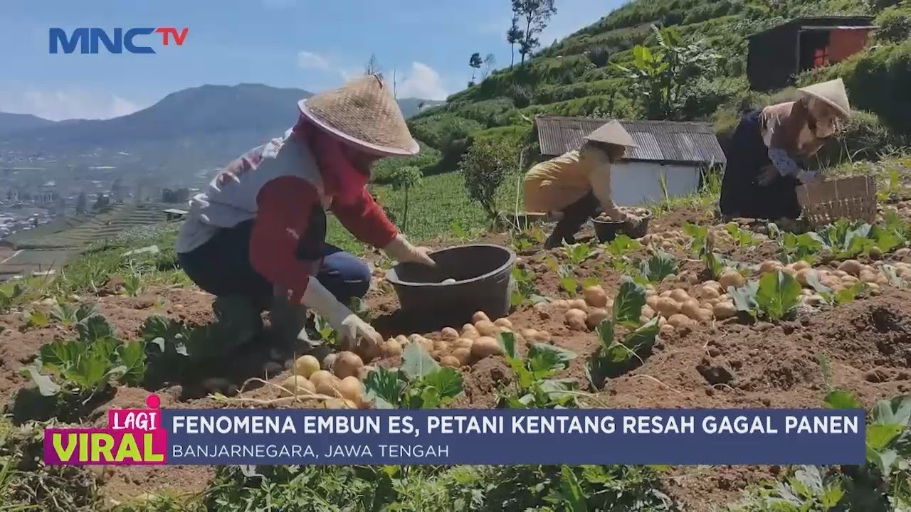 Fenomena Embun Es, Petani Kentang di Banjarnegara Resah Gagal Panen ...