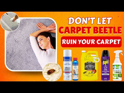 What Spray Works For Carpet Beetles