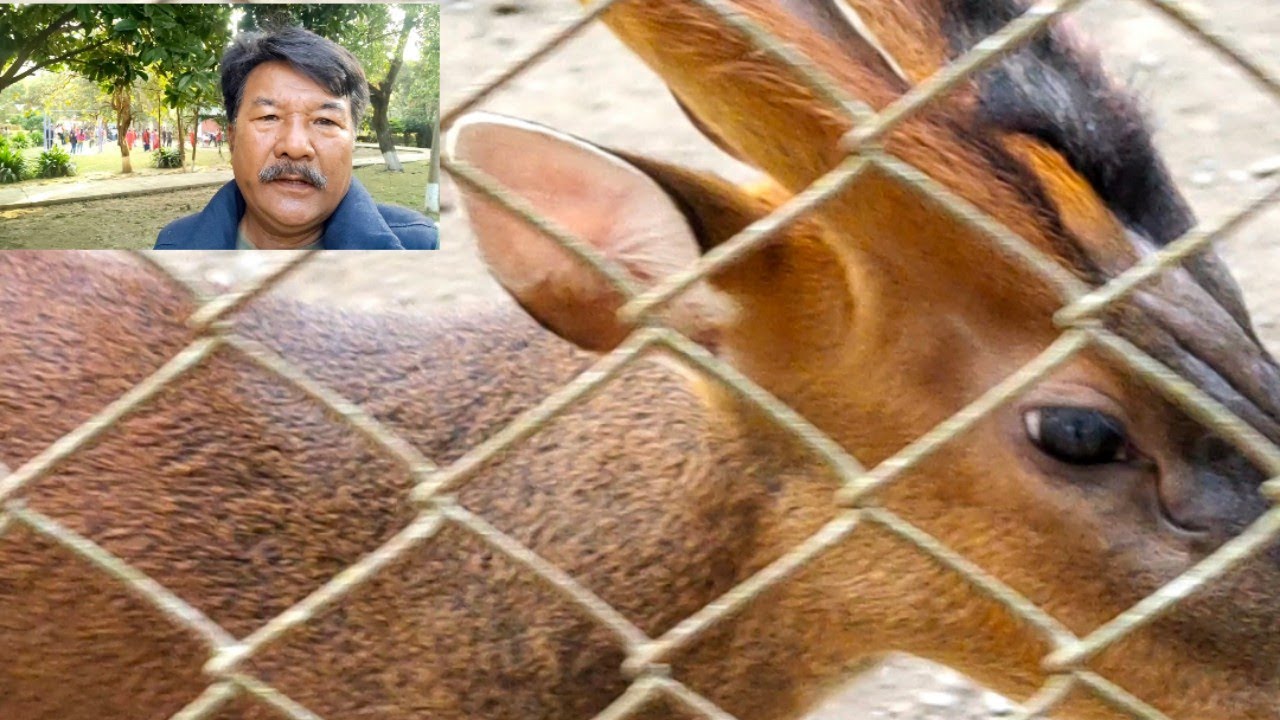NEW YEAR 2023 ZOOLOGICAL GARDEN (Chiria Ghar) of Manipur/Imphal/north ...