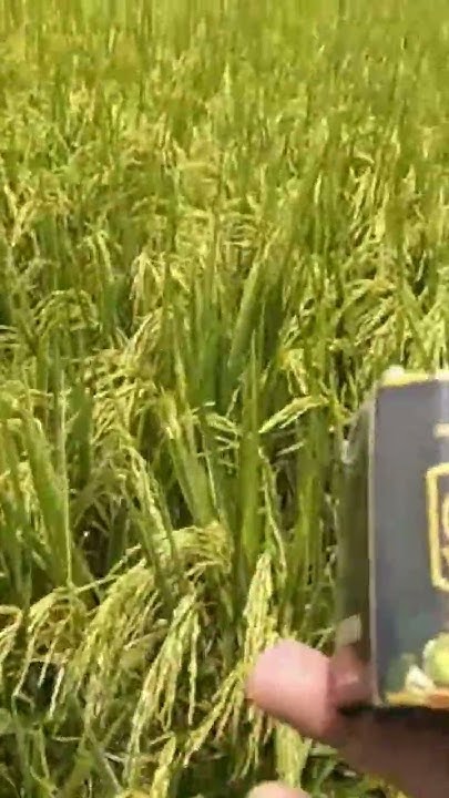 CARA MUDAH MENINGKATKAN TANAMAN PADI SUBUR LUAR BIASA DENGAN PUPUK ORGANIK SUPER AKTIF - YouTube