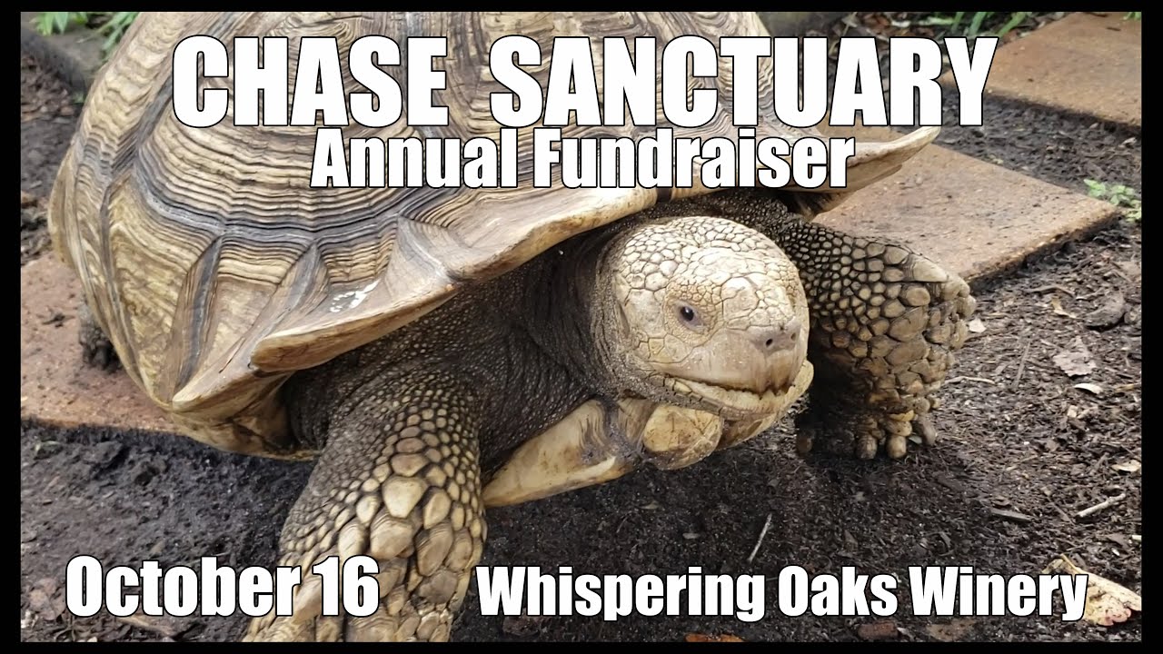 The Chase Sanctuary Fundraiser - YouTube