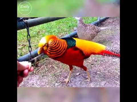 ALLAH'IN gozel yaradilislari