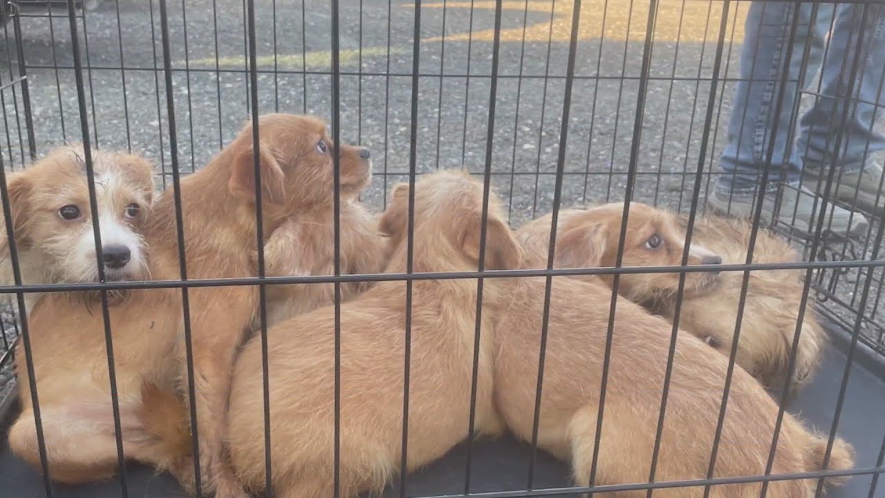 90 dogs found living inside Eastern Shore home; 45 surrendered to ...