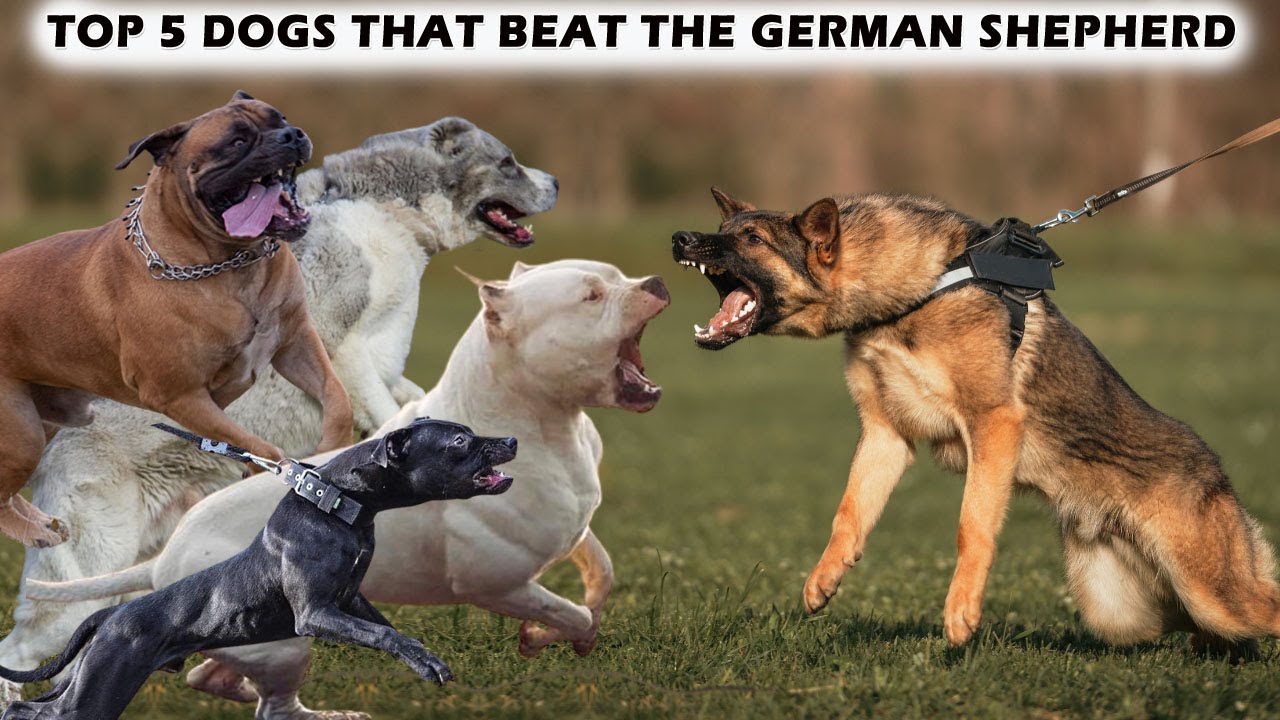 TOP 5 DOGS THAT BEAT THE GERMAN SHEPHERD - YouTube