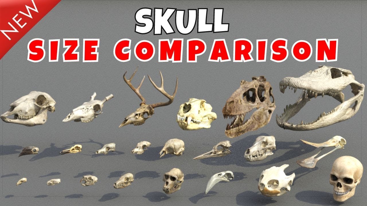 Skull Size 3D Comparison | Size Comparison Animation | Real Scale ...