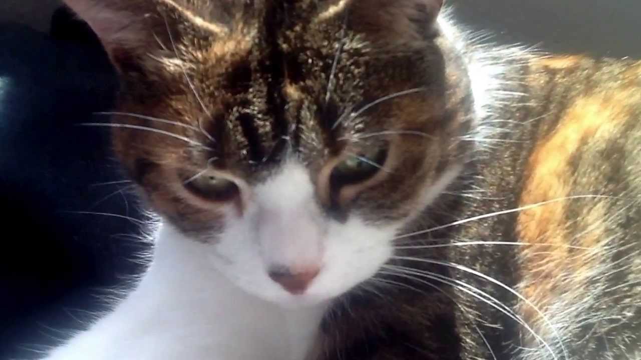 Sad cat commercial - YouTube