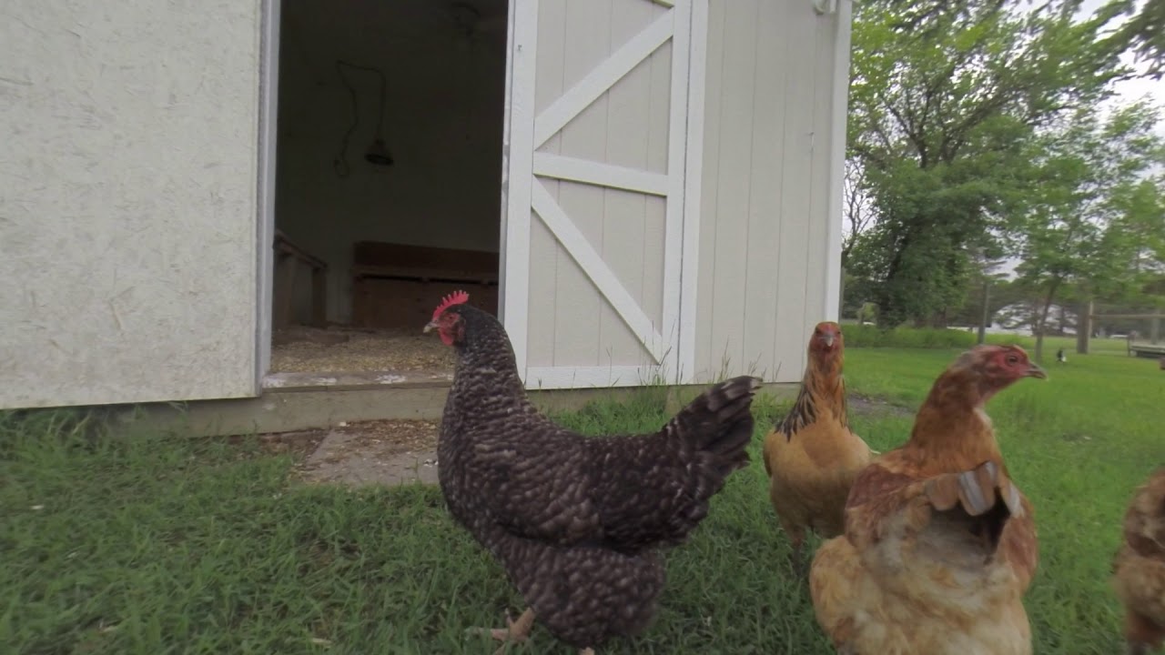 GoPro Chickens - YouTube