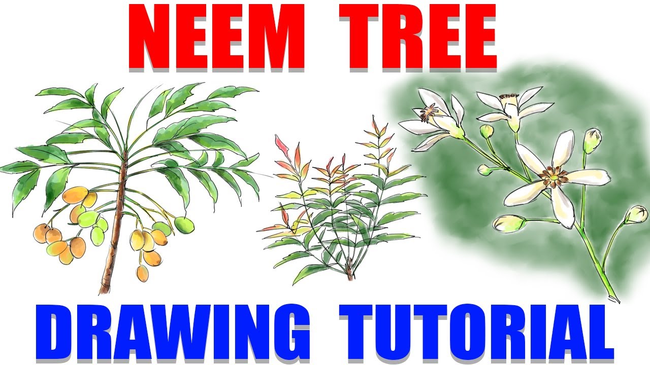 NEEM TREE DRAWING TUTORIAL || Realistic neem tree drawing watercolour ...