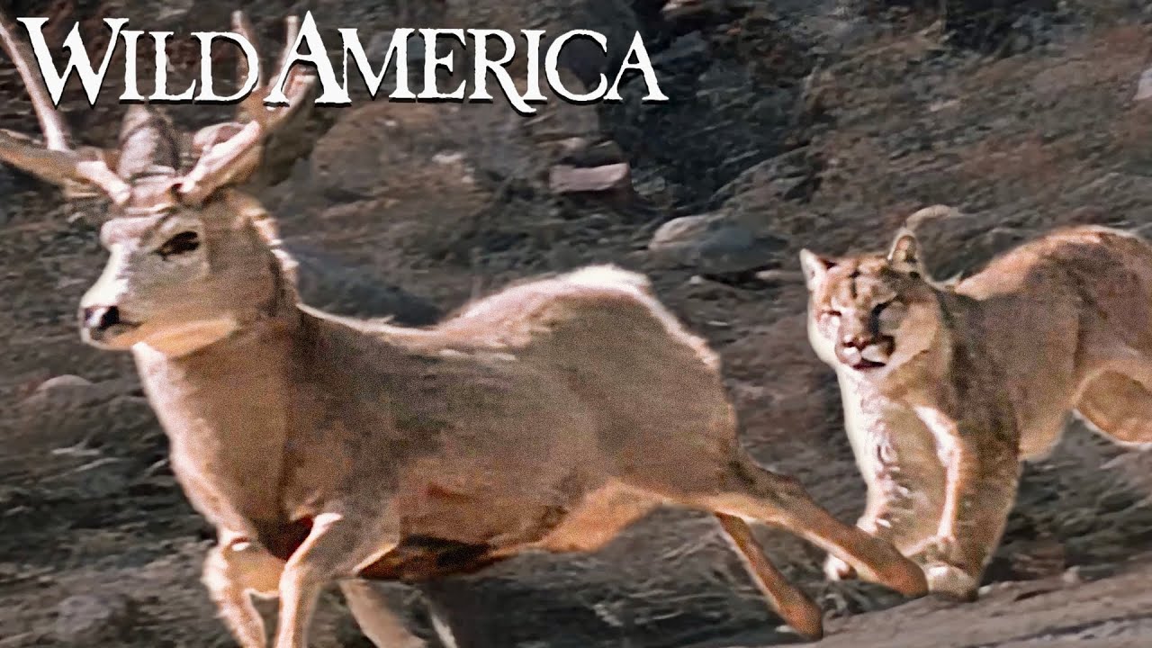 Wild America | S3 E1 Antlered Kingdom | Full Episode HD - YouTube