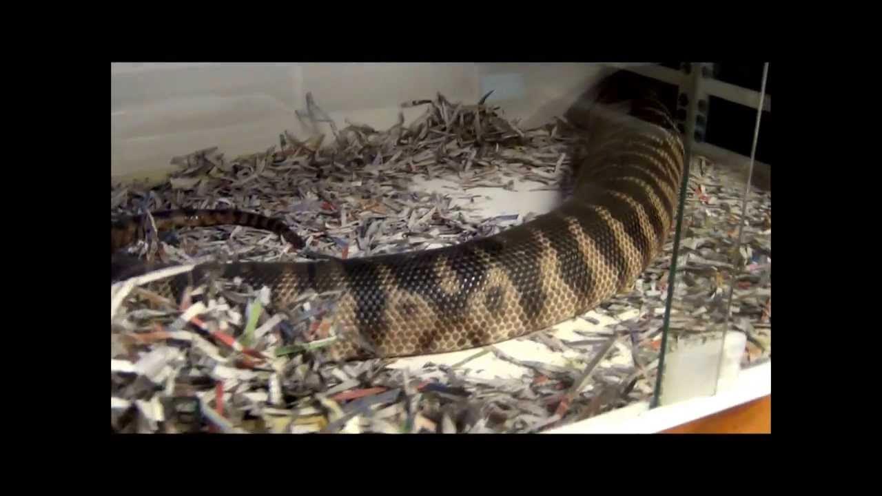 K Brothers Pythons episode two - Black-Headed pythons and Woma egg ...