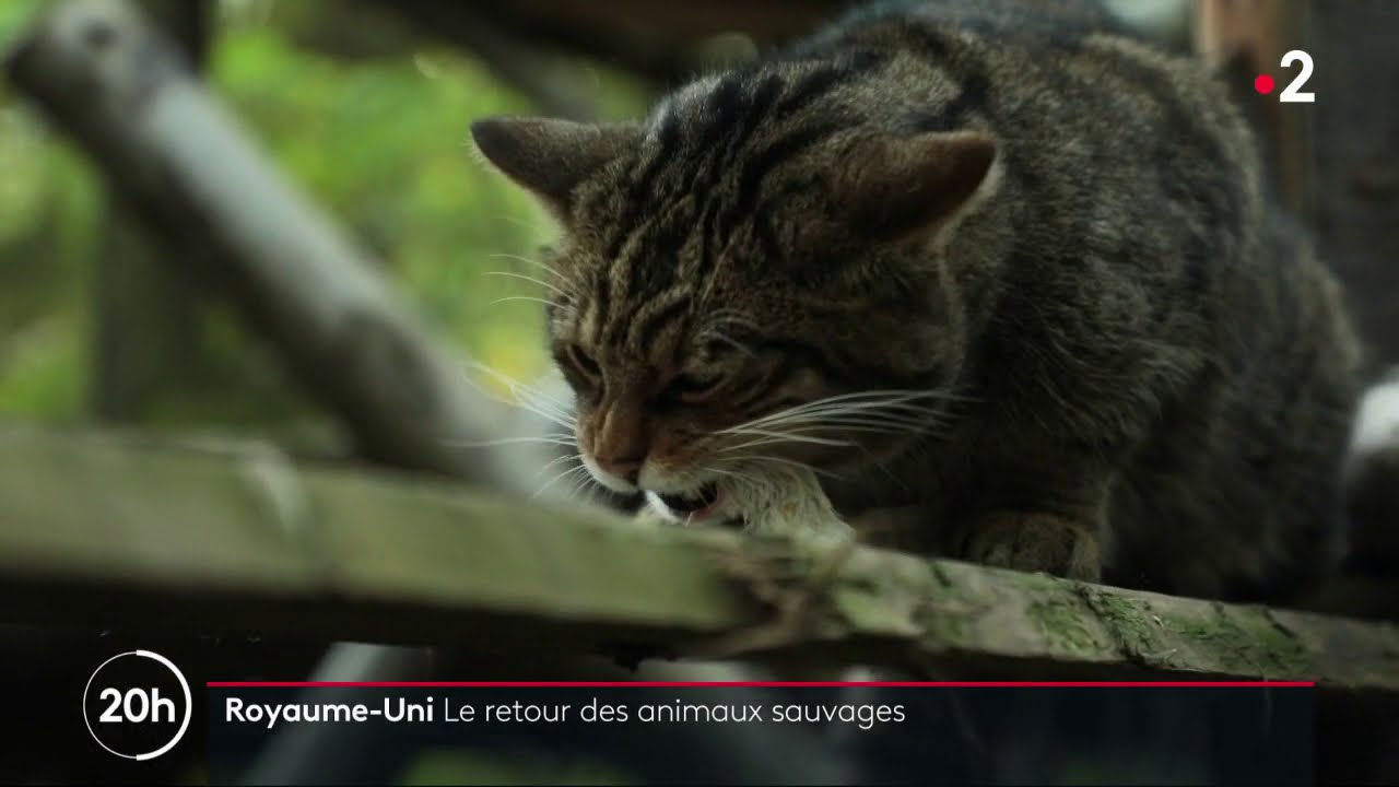 Royaume-Uni : le retour des animaux sauvages - YouTube
