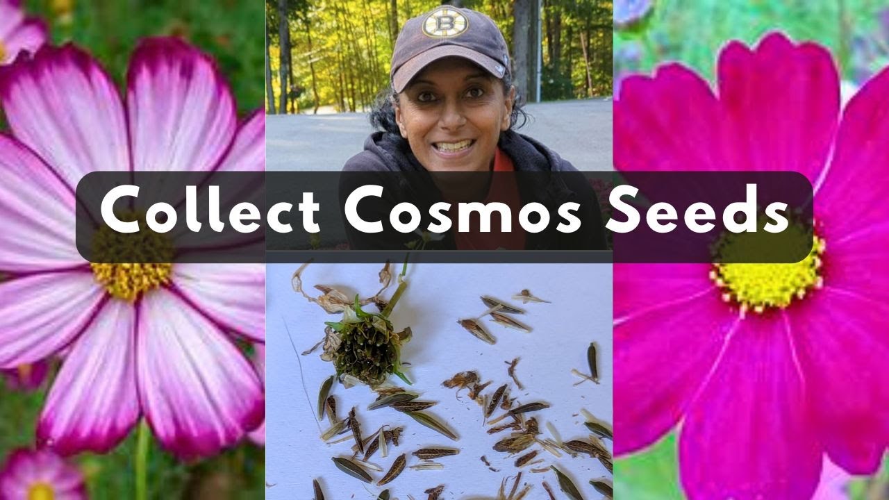 How To Collect Cosmos Seeds | Harvest & Save - YouTube