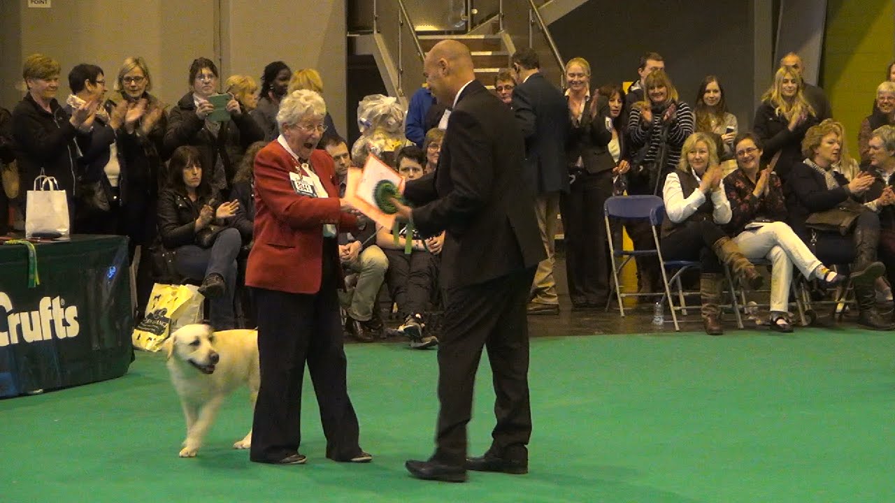 Crufts 2016 Labrador Best of Breed - Rocheby Sensational - YouTube
