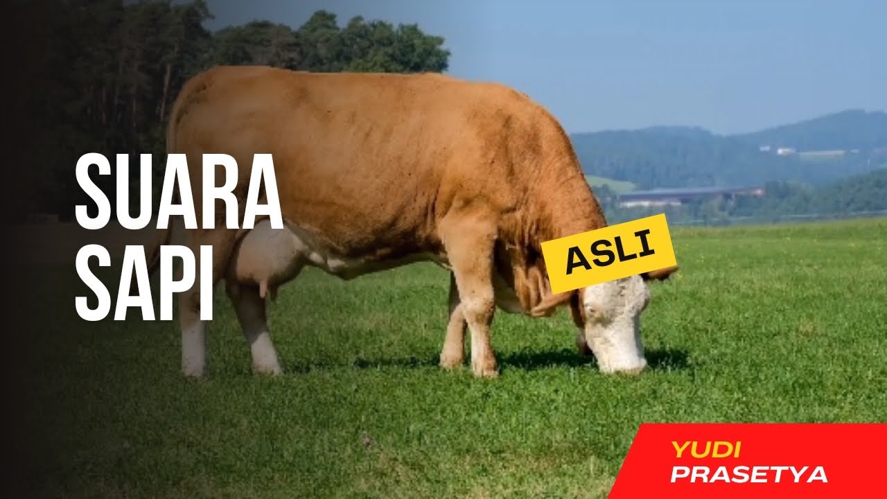 Suara sapi | Video suara sapi - YouTube
