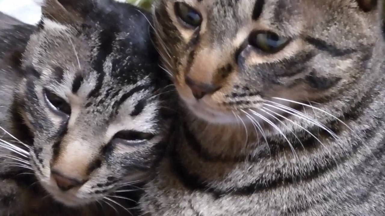 姉と弟 Youtube 8897