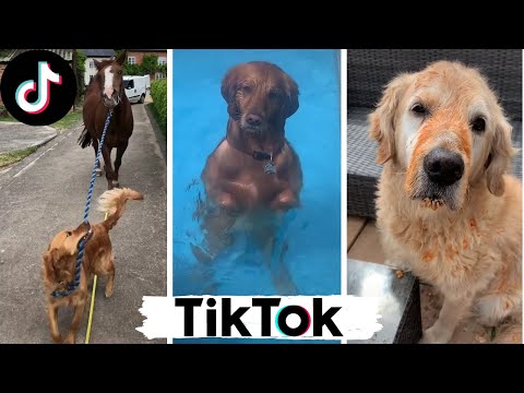 Funny Dogs of TikTok Compilation ~ Doggos Doing Funny Things TIK TOK ~ 2020
