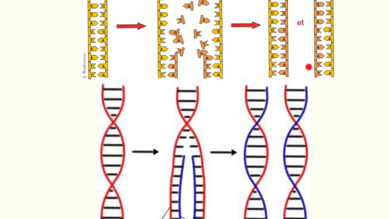 1. 1. 2 Cycle de vie et réplication ADN - YouTube