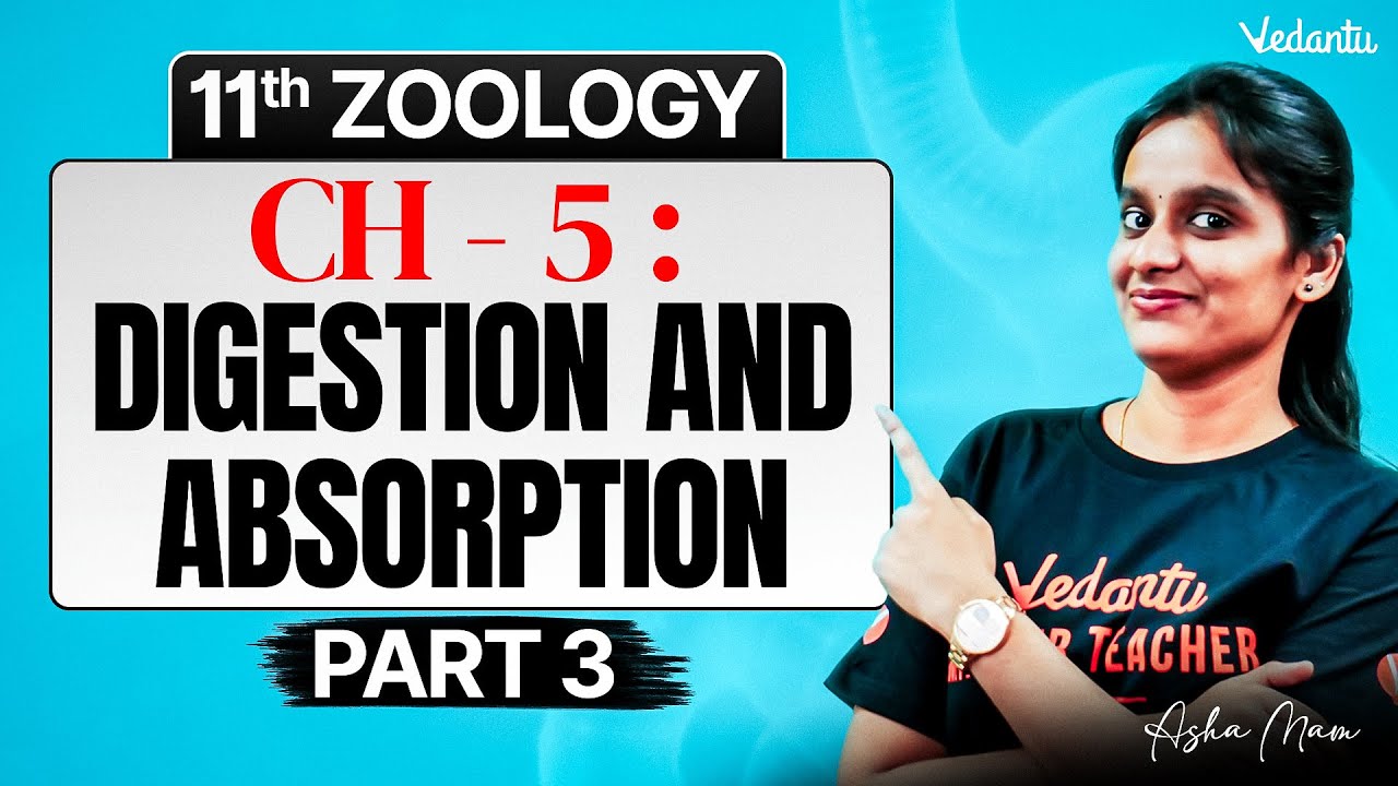 11th Zoology | CH 5 Digestion and Absorption Part 3 | State Board | Asha Ma'am - YouTube