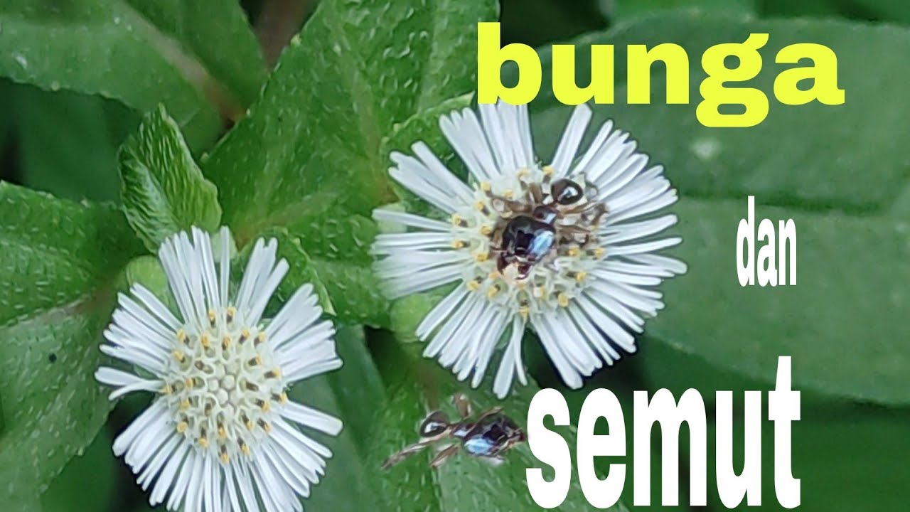 🔴 bunga dan semut 🔴 - YouTube