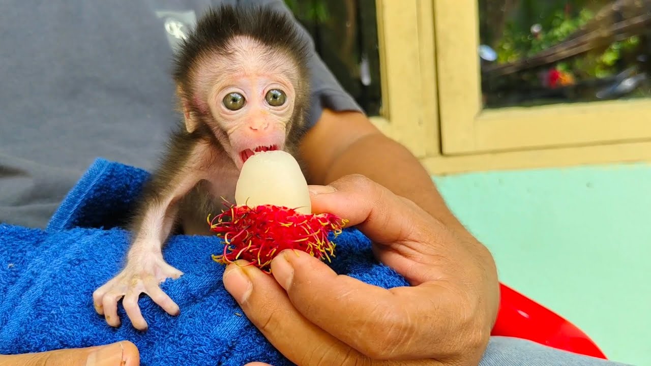 Waaahh 😍😍 this cute, precious and adorable baby monkey gets excited ...