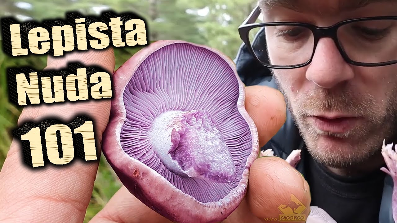 WOOD BLEWITS - Delicious wild mushrooms! - YouTube