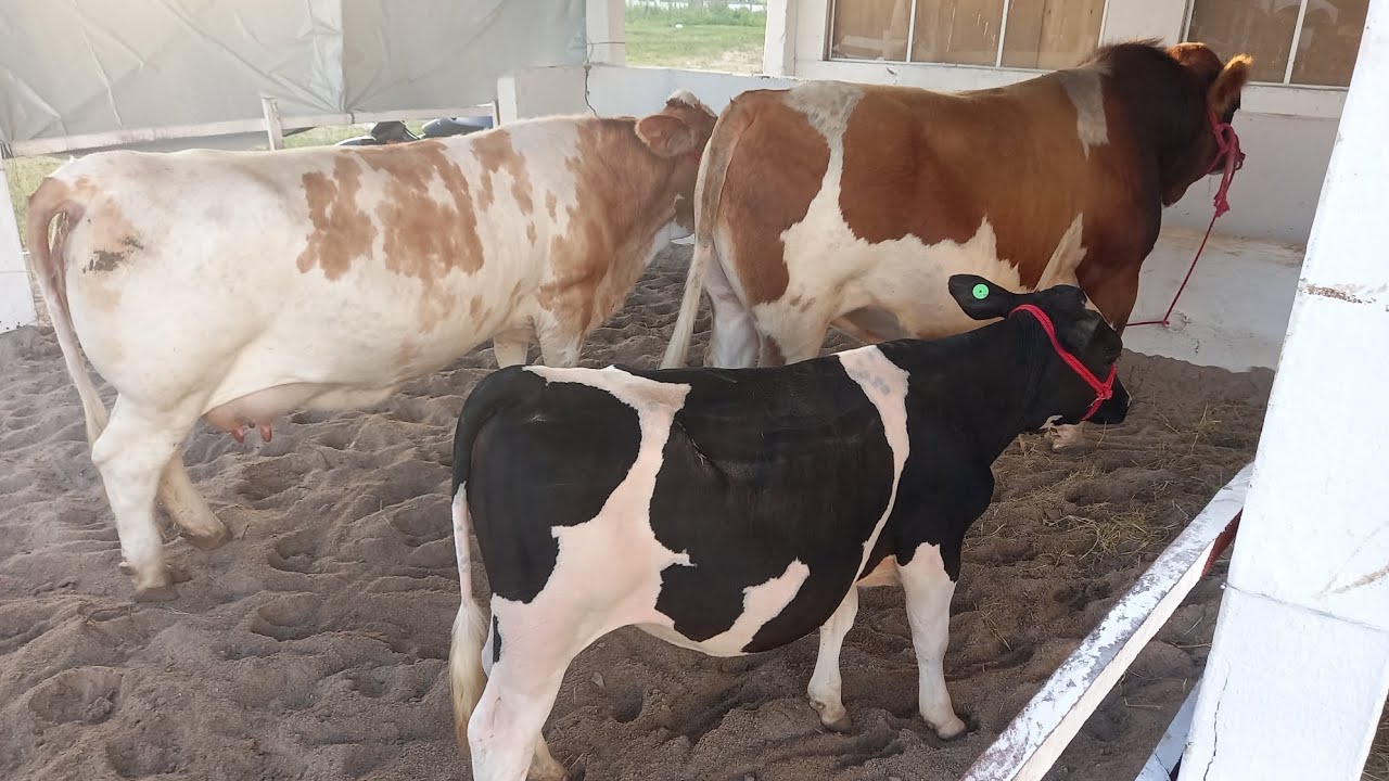 mini vaca, mini Bezerro e mini Boi, na expoleite de São Bento do Una pe ...