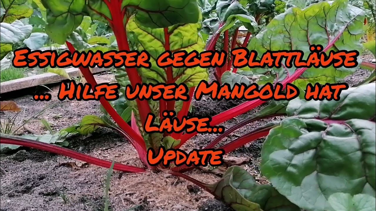 Wunderbar Essigwasser Gegen Blattlause Ebenbild