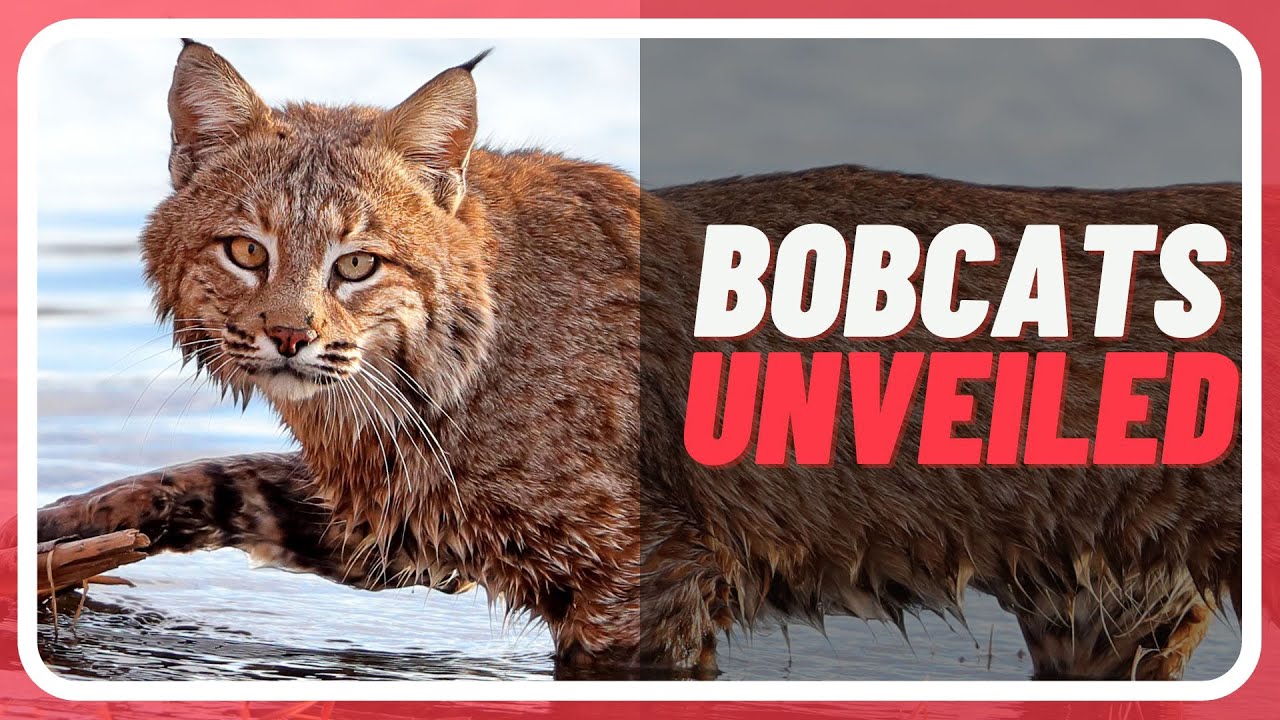Bobcats Unveiled - North America's Stealthiest Predator - YouTube