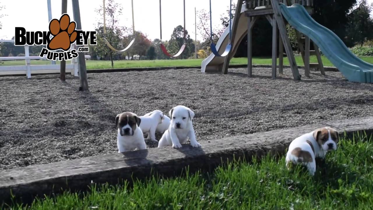 Beabull Puppies - YouTube