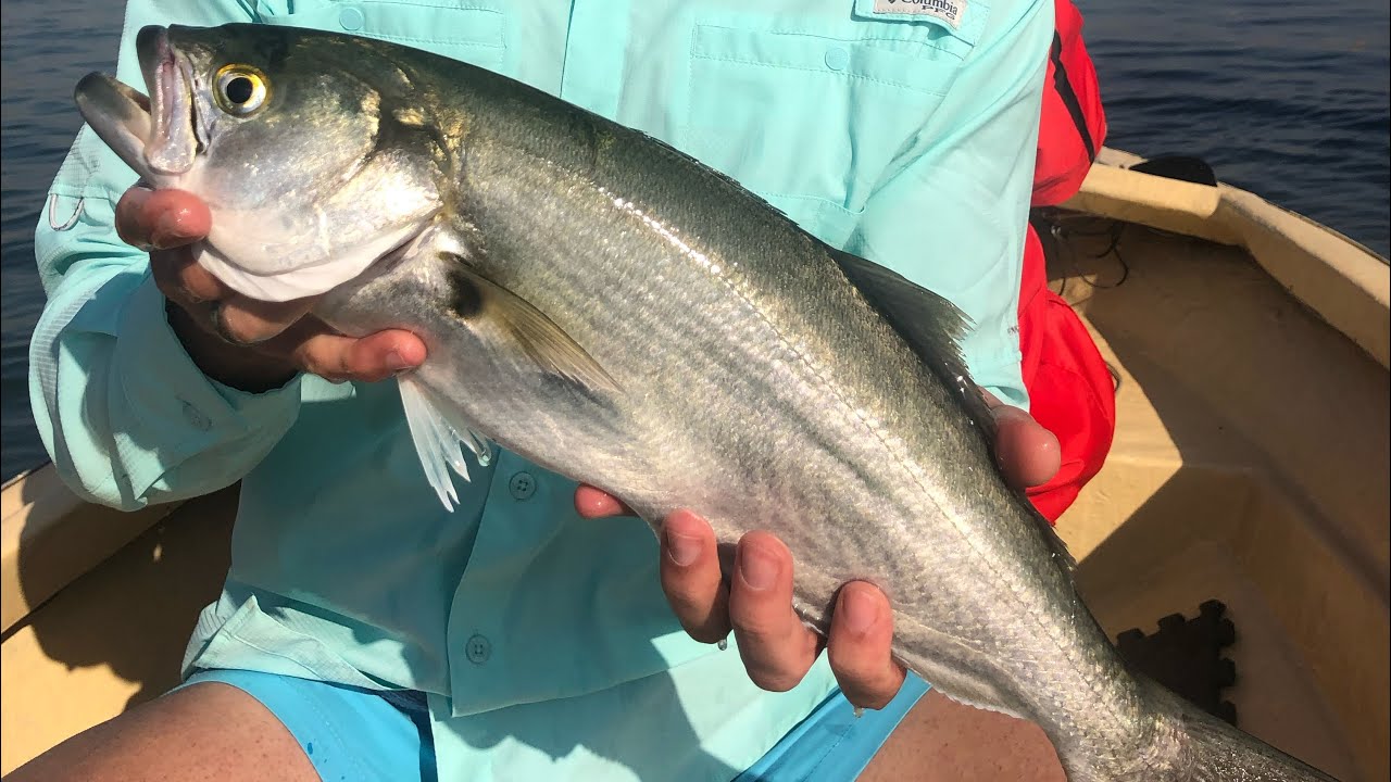 Best Bait For Shad Fishing In South Africa at Claude Harrod blog