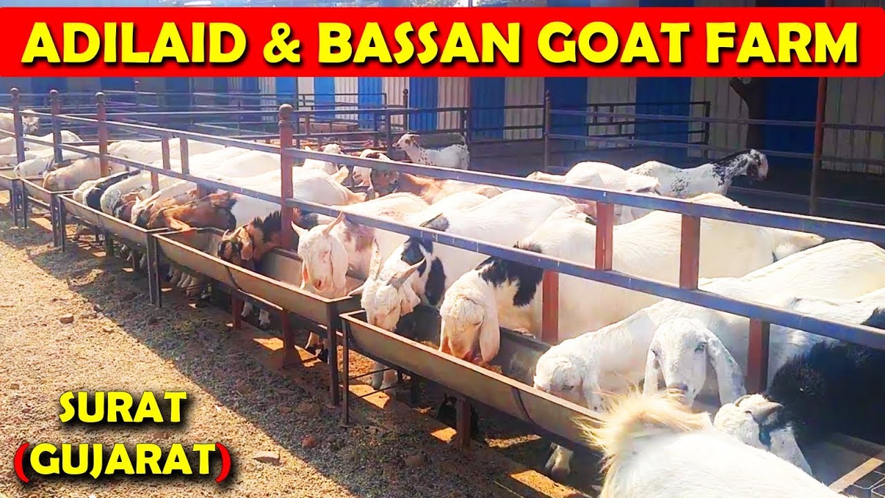 ADILAID & BASSAN GOAT FARM (SURAT) GUJARAT - YouTube