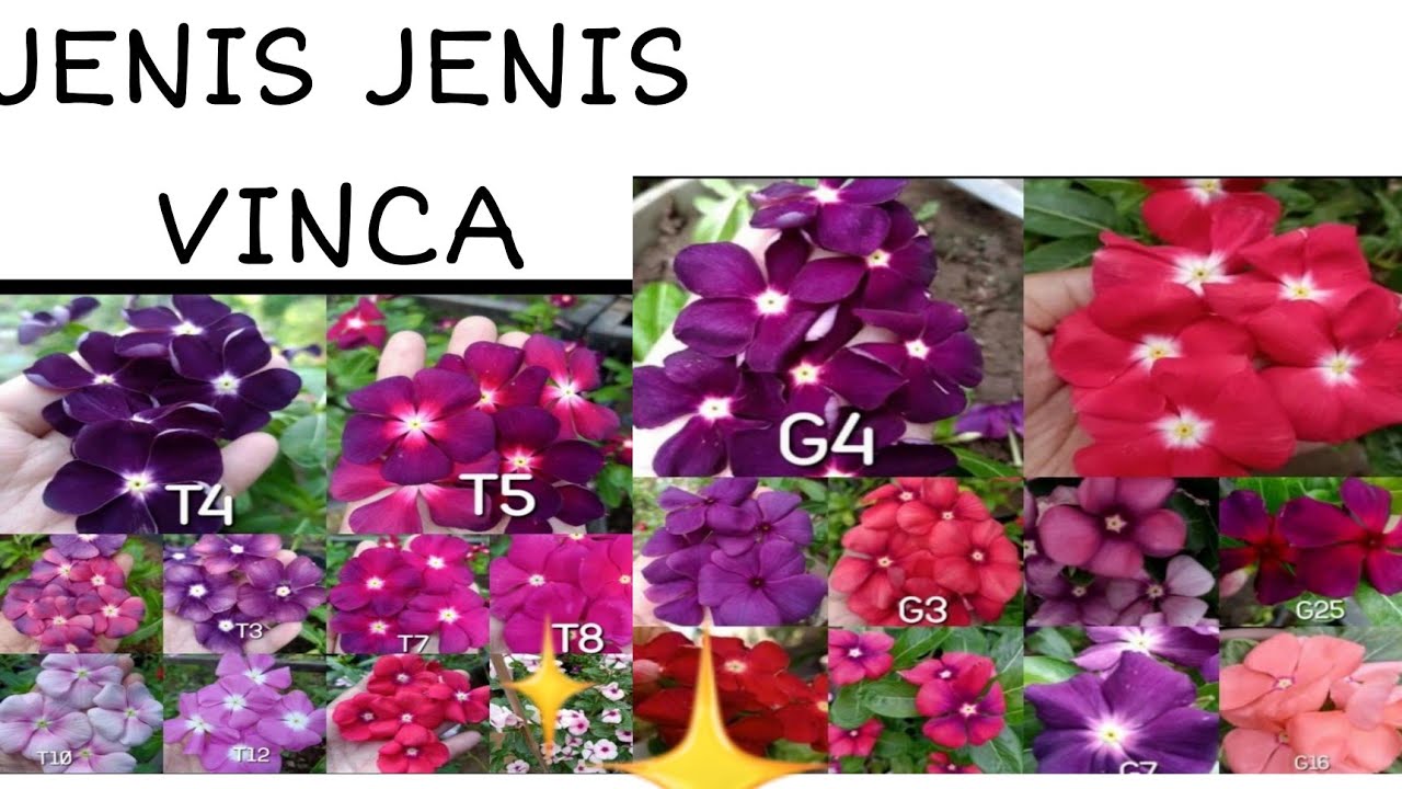 JENIS JENIS BUNGA VINCA IMPORT EP.1 - YouTube