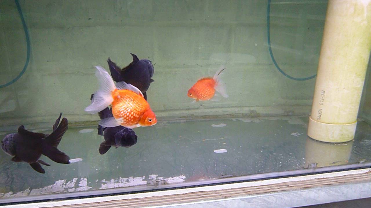 My Goldfish Collection - Part 1 of 3 - YouTube