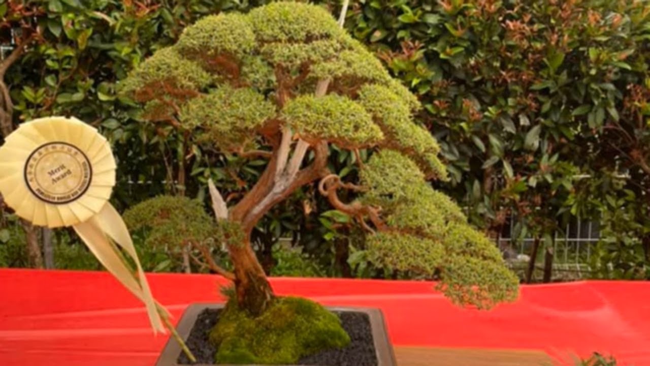 Beautiful bonsai works in malaysia part 5 - YouTube