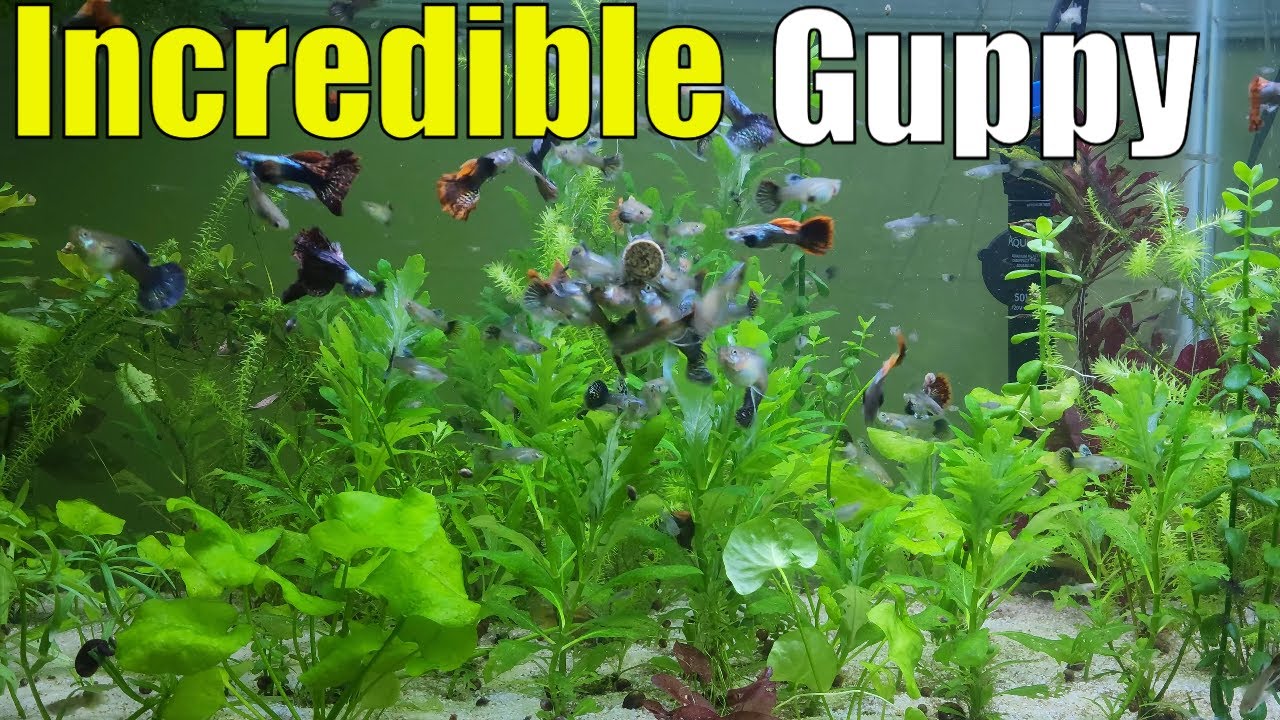 Most Beautiful Guppy In The World! The Red Mosaic Dragon Guppy - YouTube