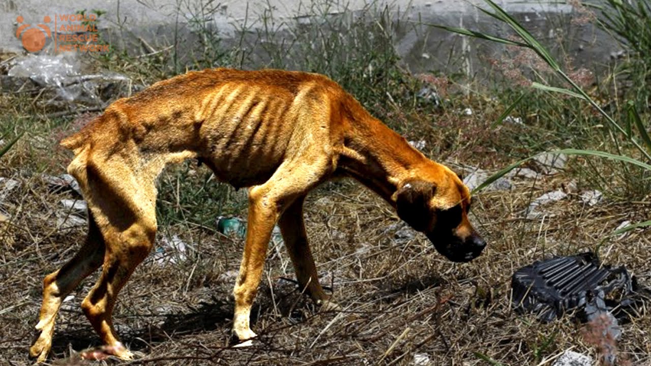Starving Stray Dog Crisis in San Antonio has People Lining Up By The ...