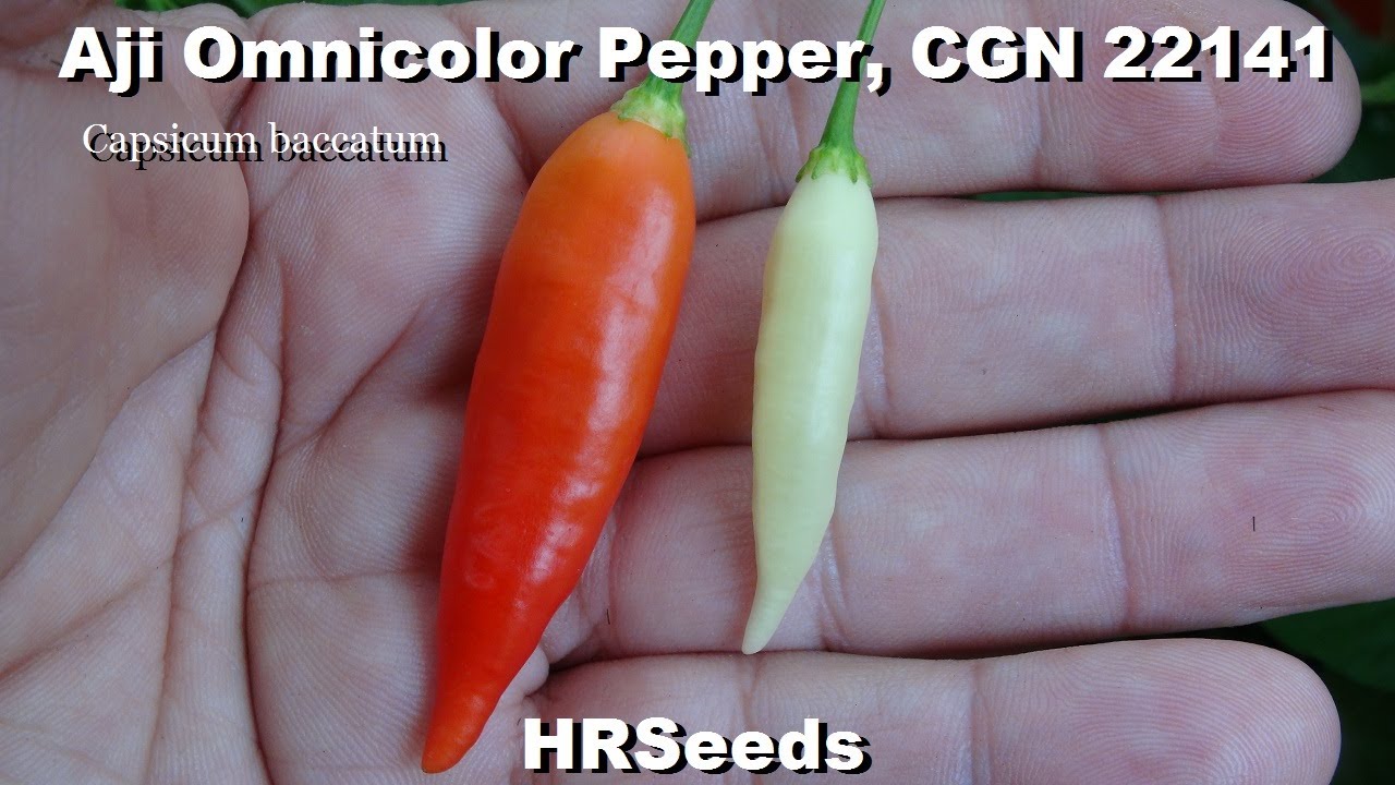 Aji Omnicolor Pepper | CGN 22141 | Capsicum baccatum | Pod Review - YouTube