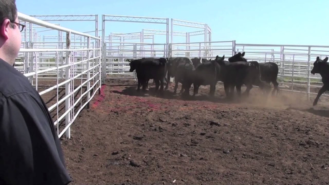 cow patty drop fundraiser 2013 YFC SCK - YouTube