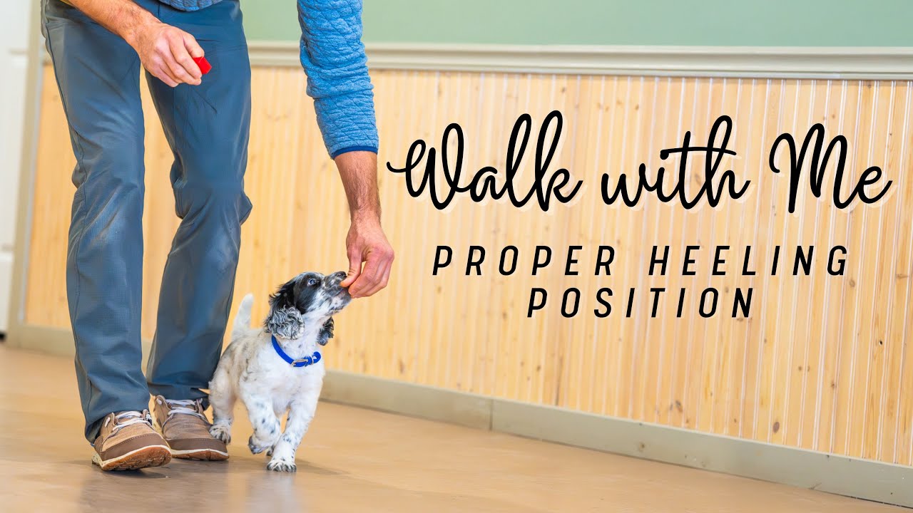 First Step To Teach Your Puppy To Heel Proper Heeling Position YouTube