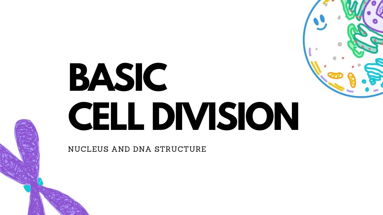 Basic Cell Division - Structure of DNA [Cell division EP.1] - YouTube