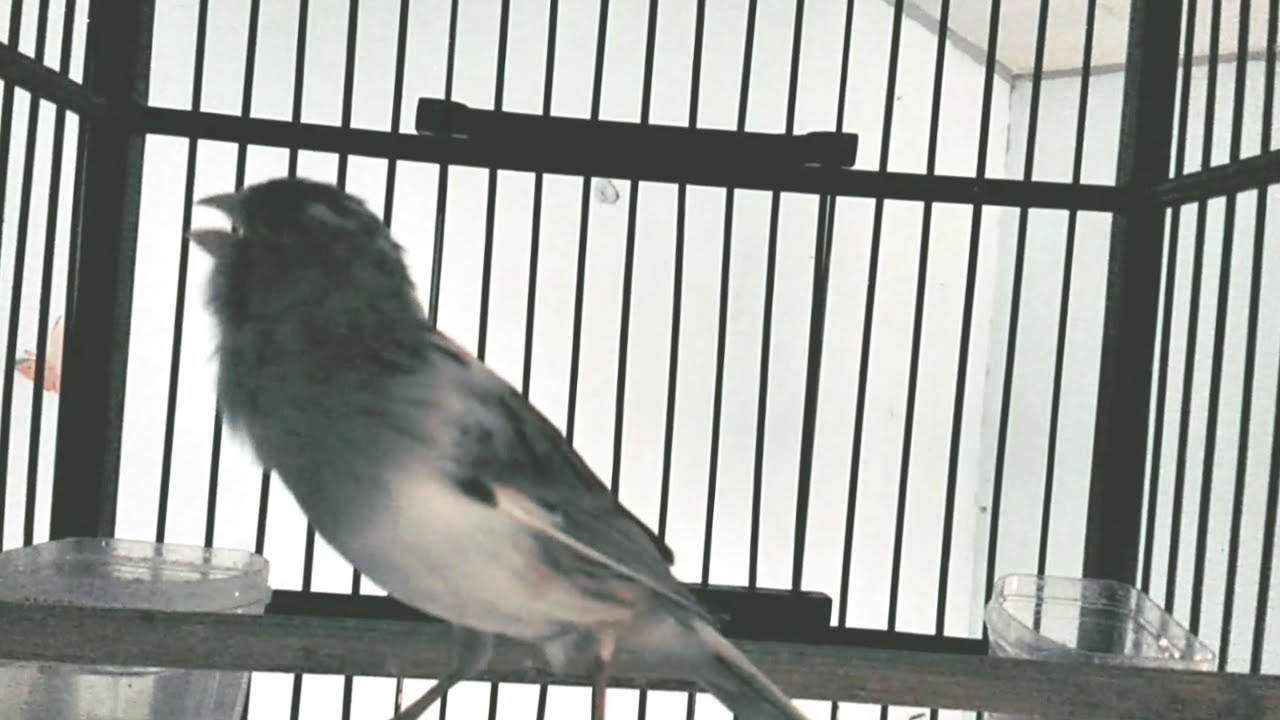 Timbrado canary singing / Spanish Timbrado song for training / canary ...